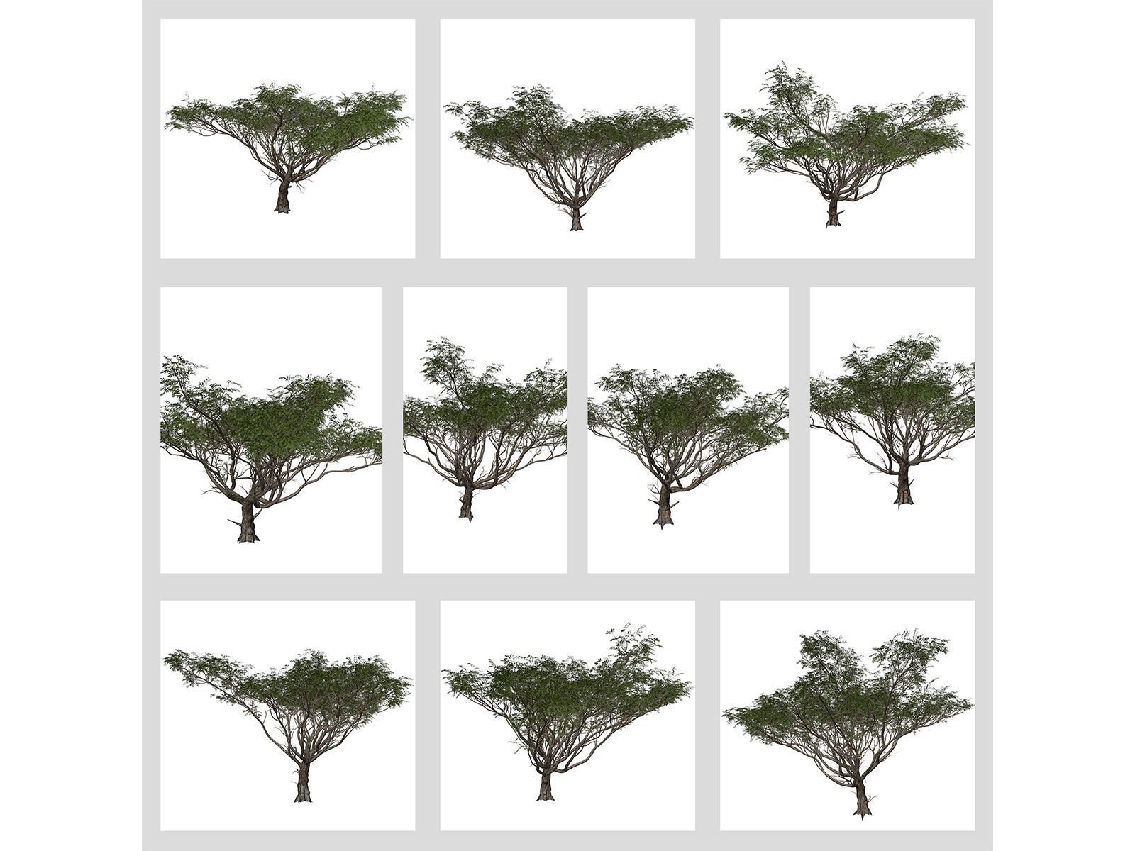 Acacia Trees 3D Model Collection | CGTrader