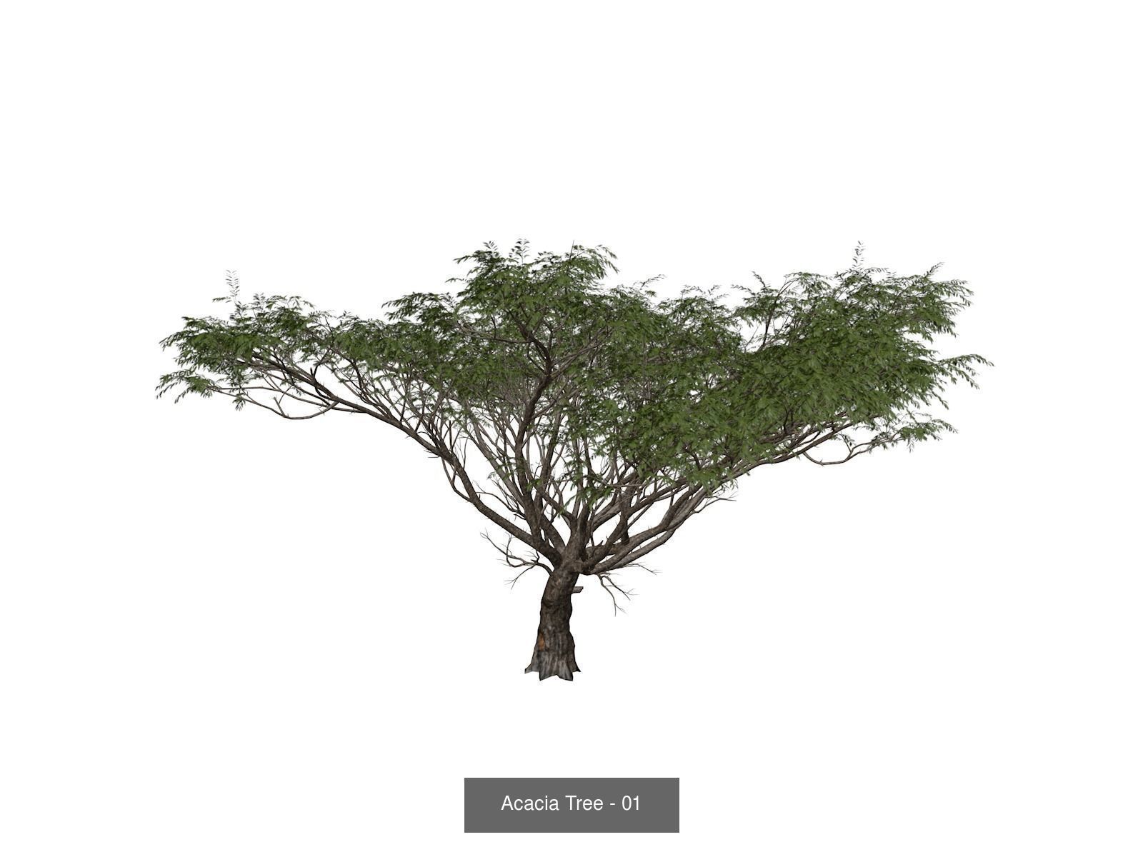 Acacia Trees 3D Model Collection | CGTrader