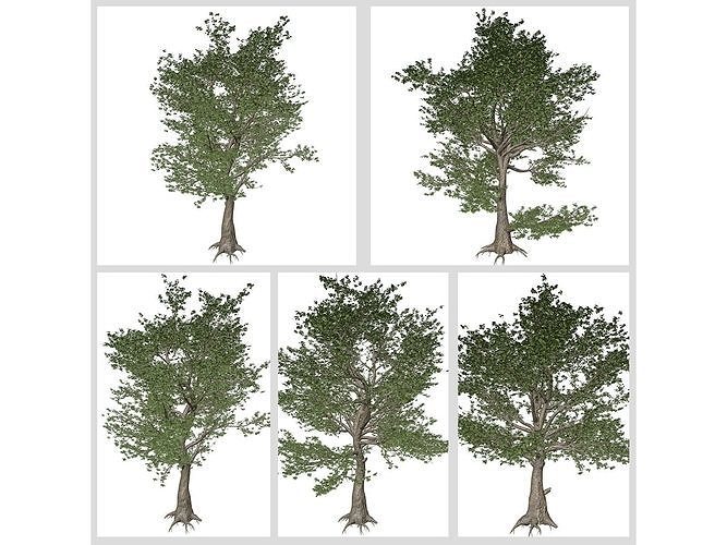 American Sycamore Trees 3D Model Collection | CGTrader