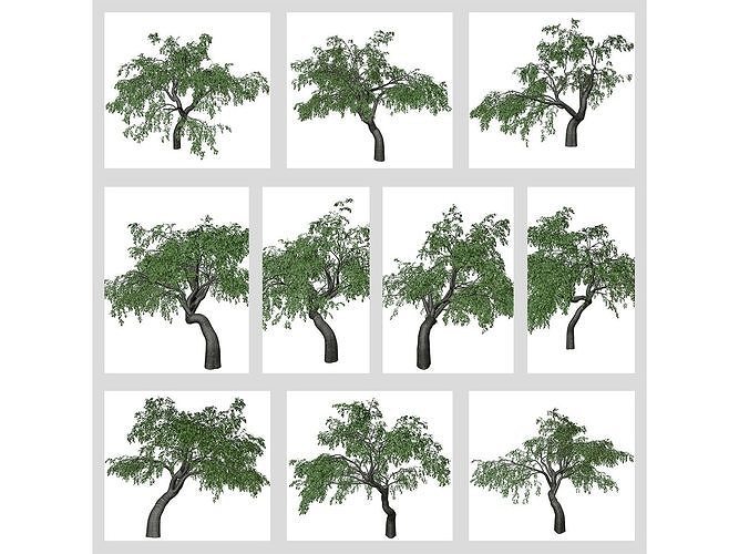 Cherry Trees 3D Model Collection | CGTrader