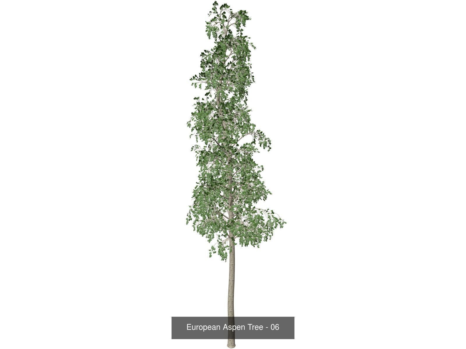 European Aspen Trees 3D Model Collection | CGTrader