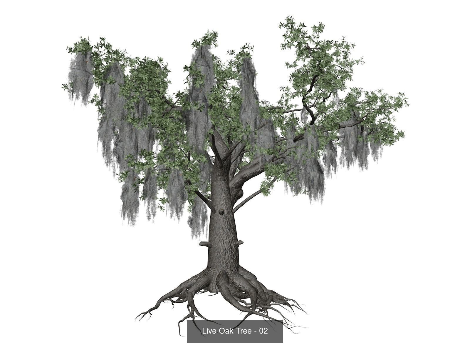 Live Oak Trees 3D Model Collection | CGTrader