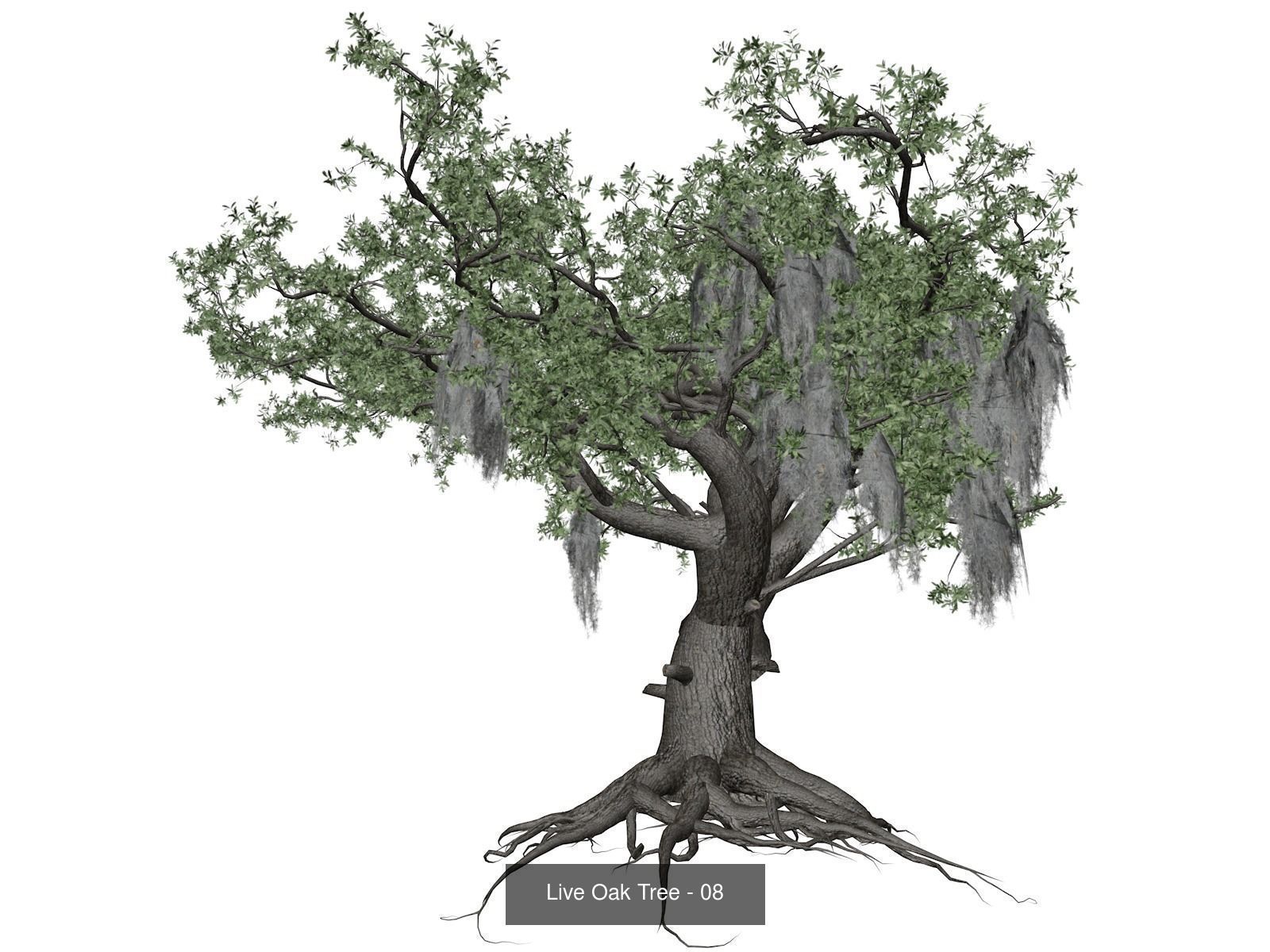Live Oak Trees 3D Model Collection | CGTrader