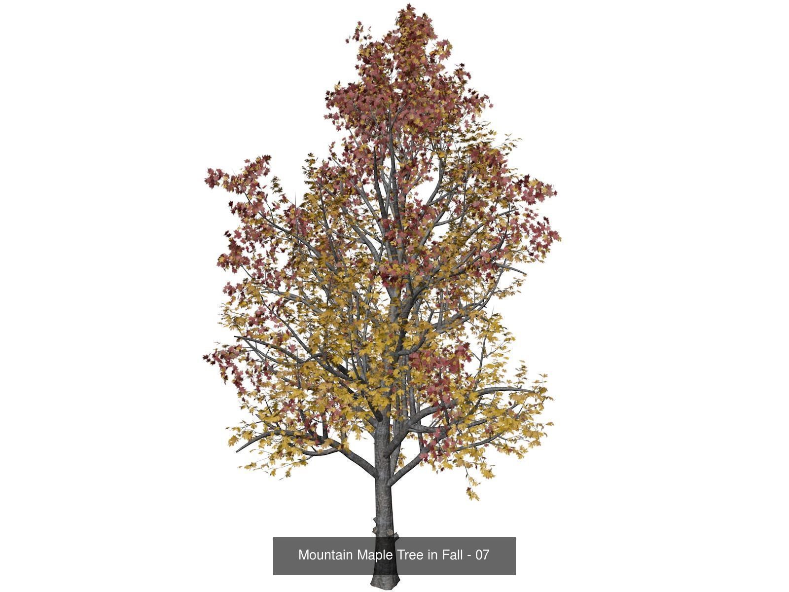 Mountain Maple Trees in Fall 3D Model Collection | CGTrader
