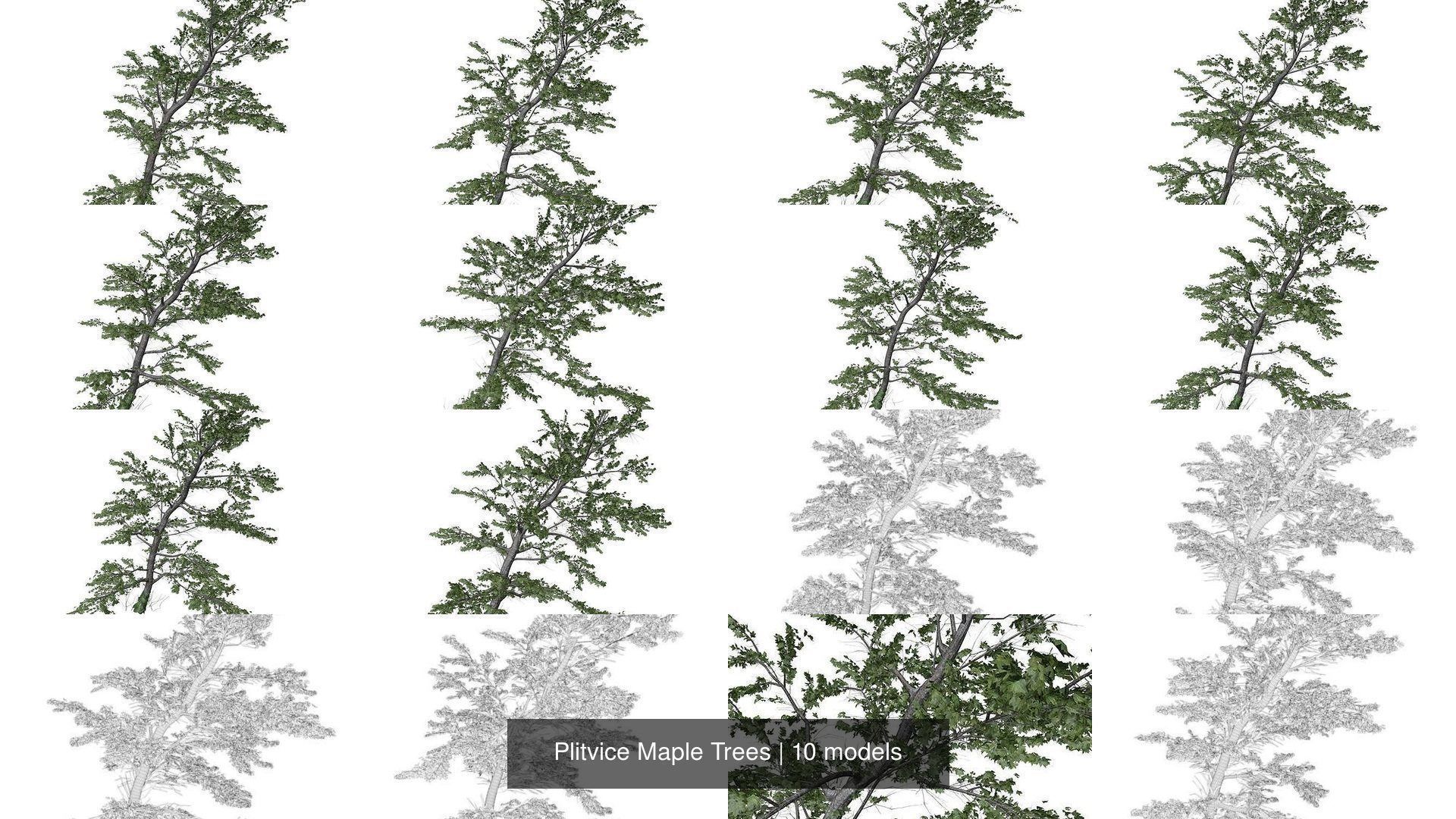 Plitvice Maple Trees 3D Model Collection | CGTrader