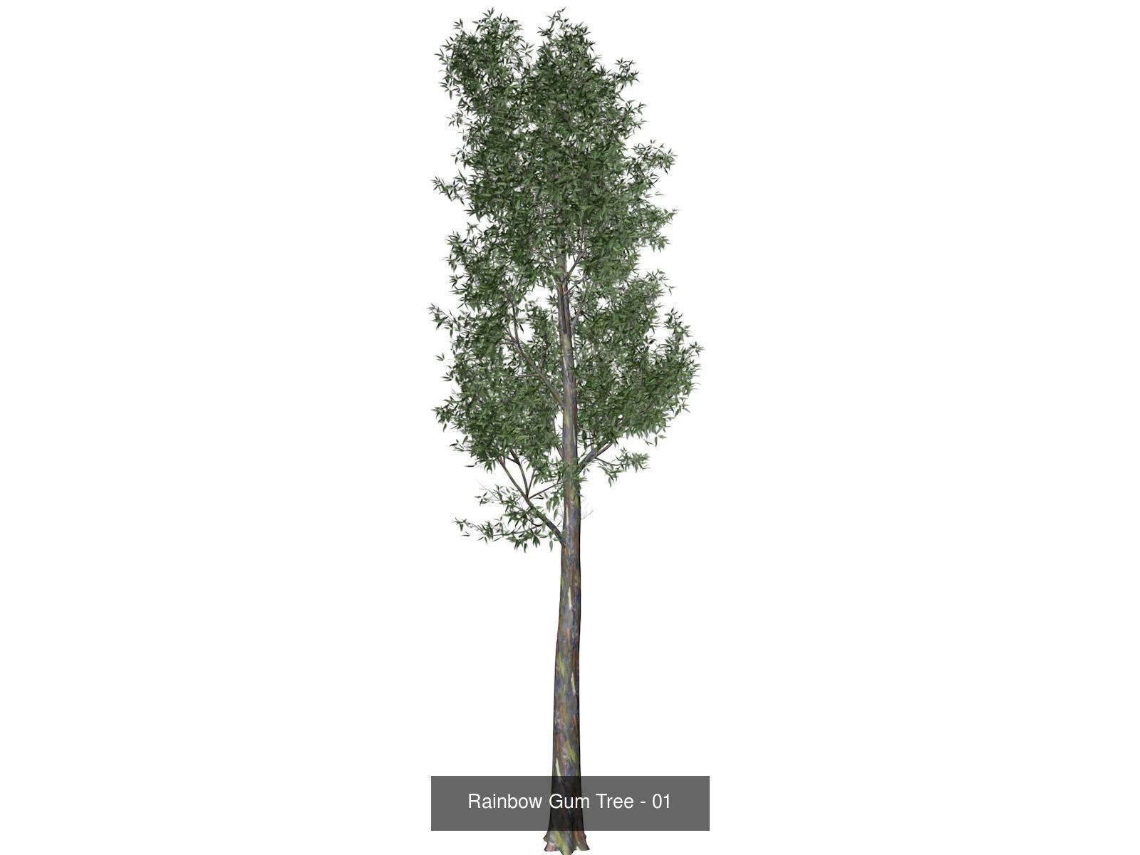 Rainbow Gum Trees 3D Model Collection | CGTrader