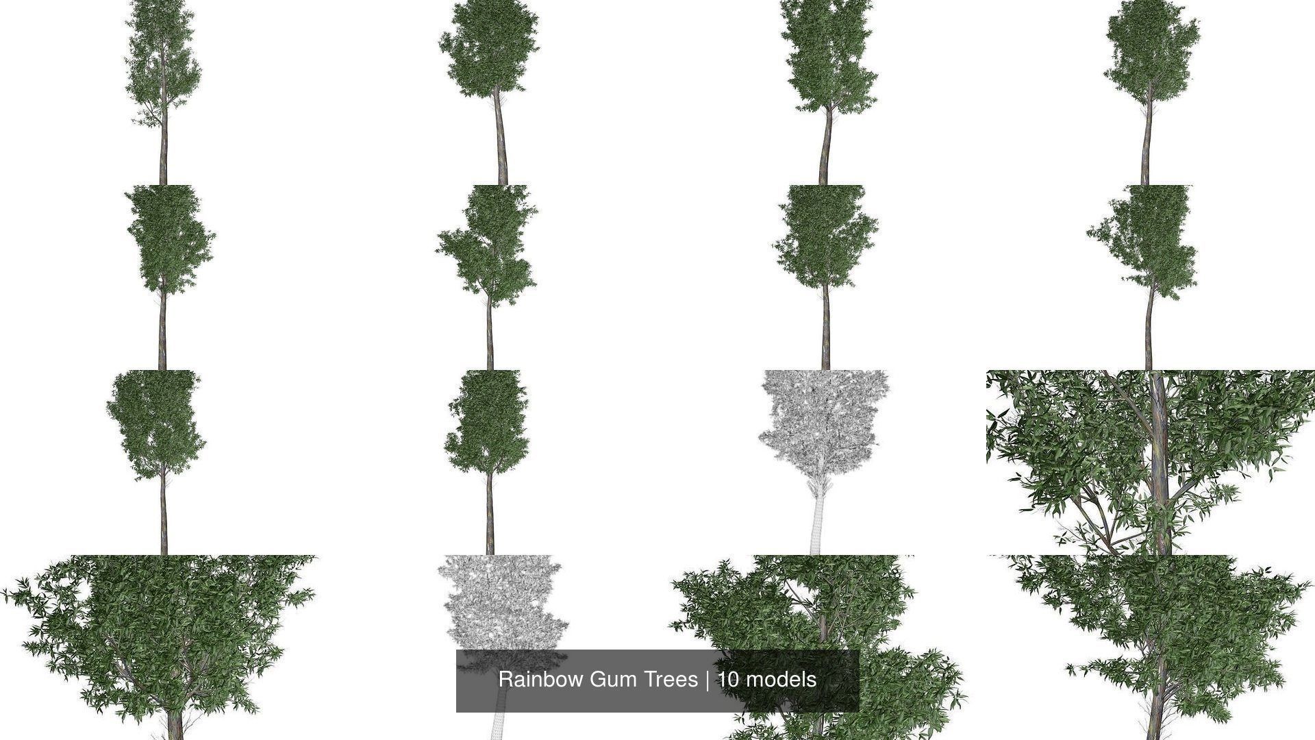 Rainbow Gum Trees 3D Model Collection | CGTrader