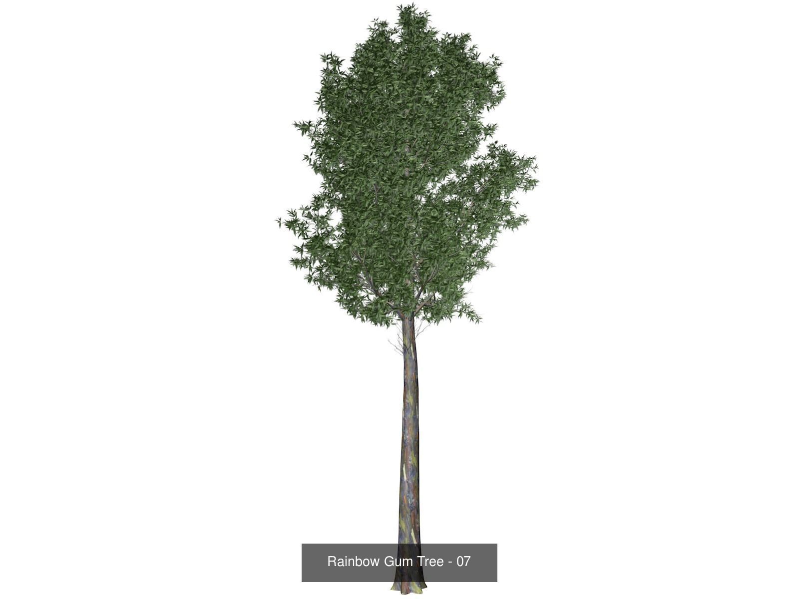Rainbow Gum Trees 3D Model Collection | CGTrader