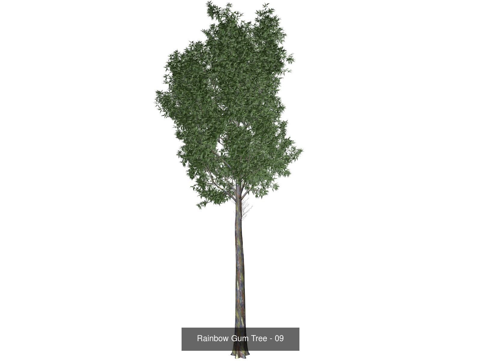 Rainbow Gum Trees 3D Model Collection | CGTrader