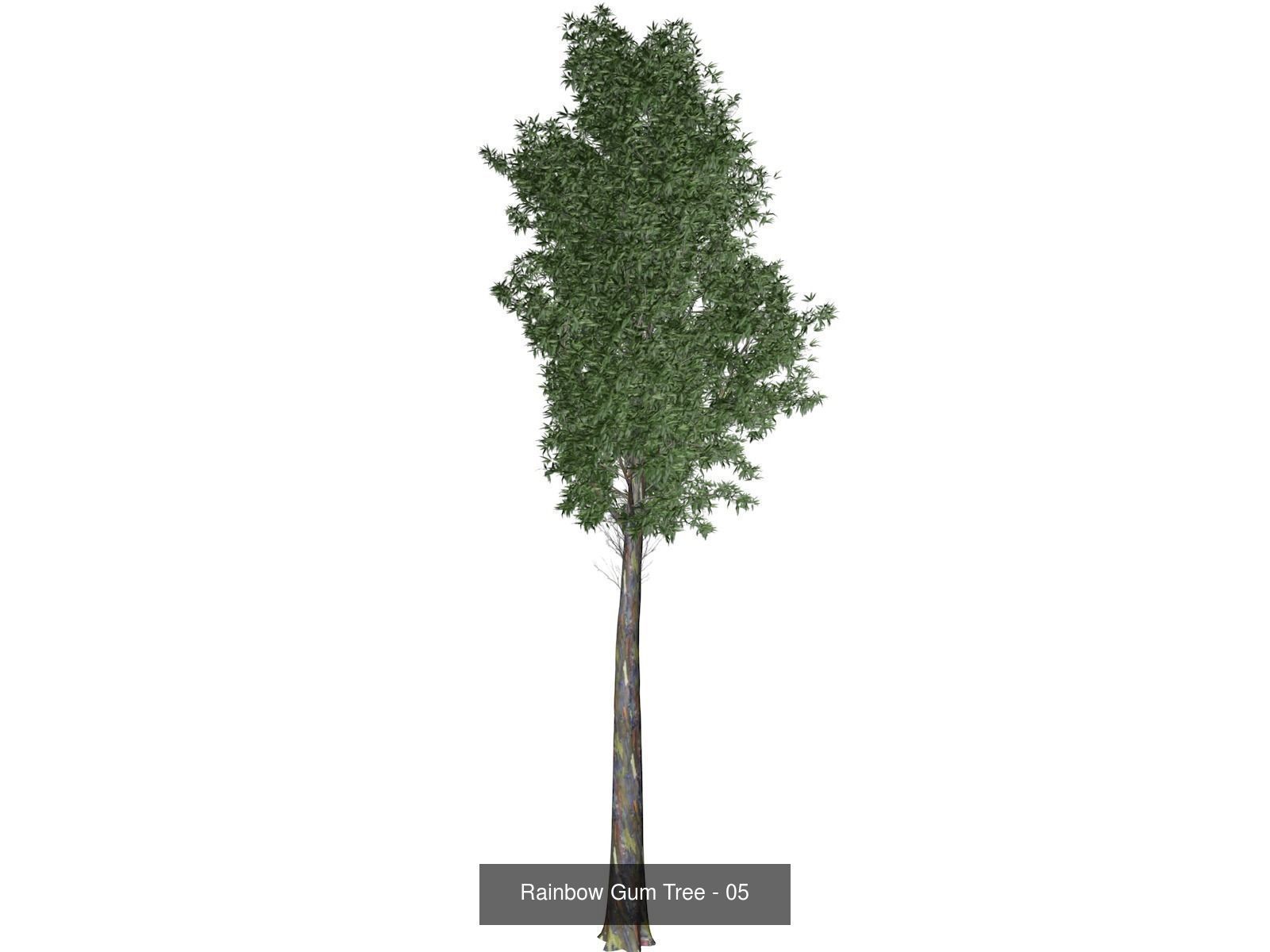 Rainbow Gum Trees 3D Model Collection | CGTrader