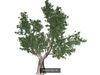 Red Gum Trees 3D Model Collection | CGTrader