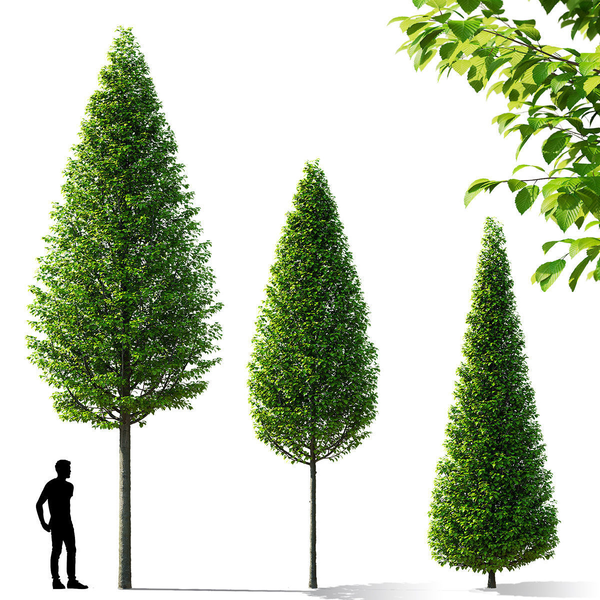 Carpinus betulus Fastigiata trees 3D model | CGTrader