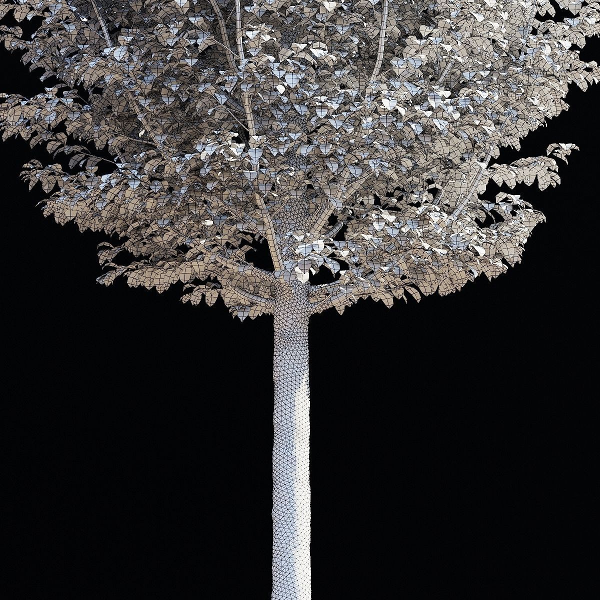 Carpinus betulus Fastigiata trees 3D model | CGTrader