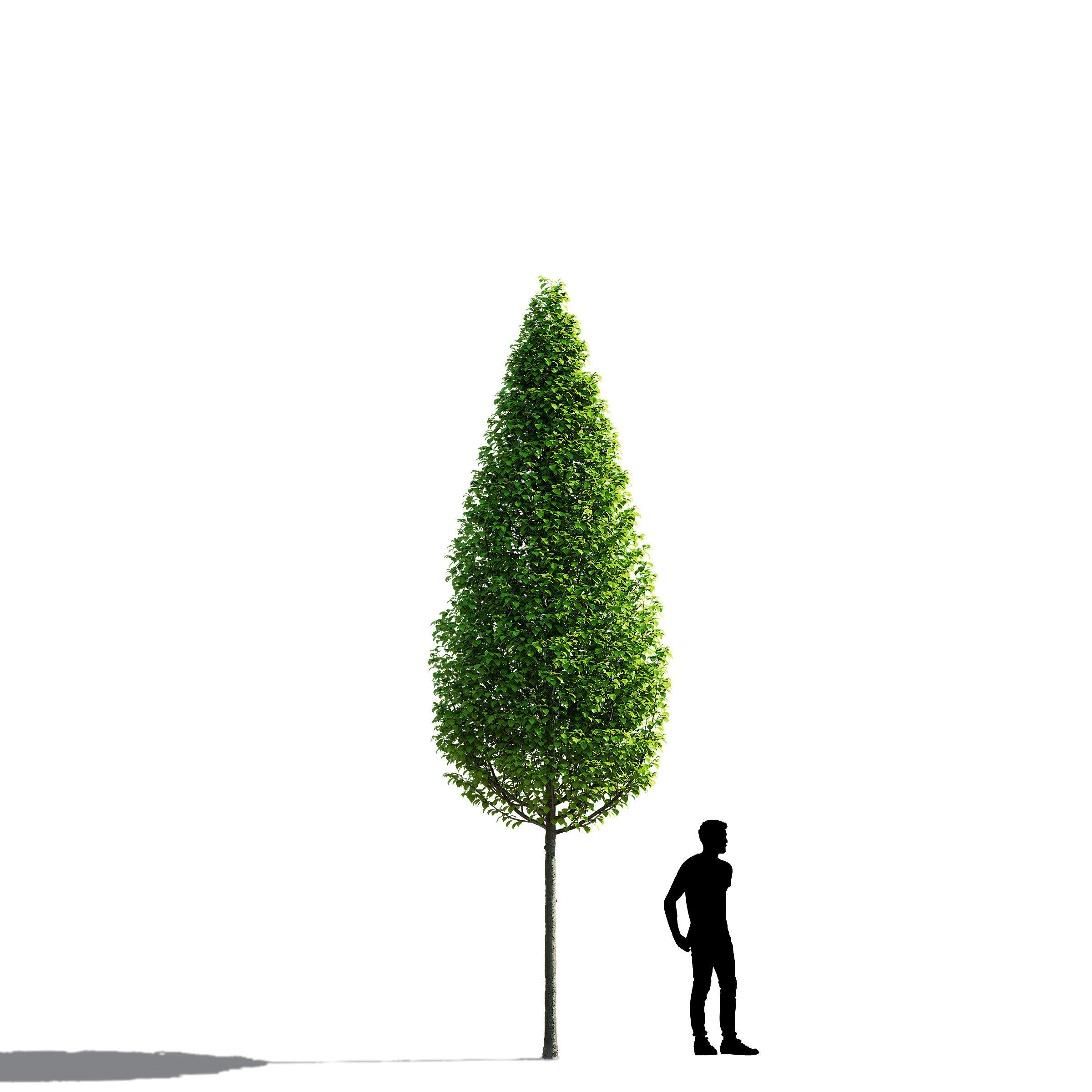 Carpinus betulus Fastigiata trees 3D model | CGTrader