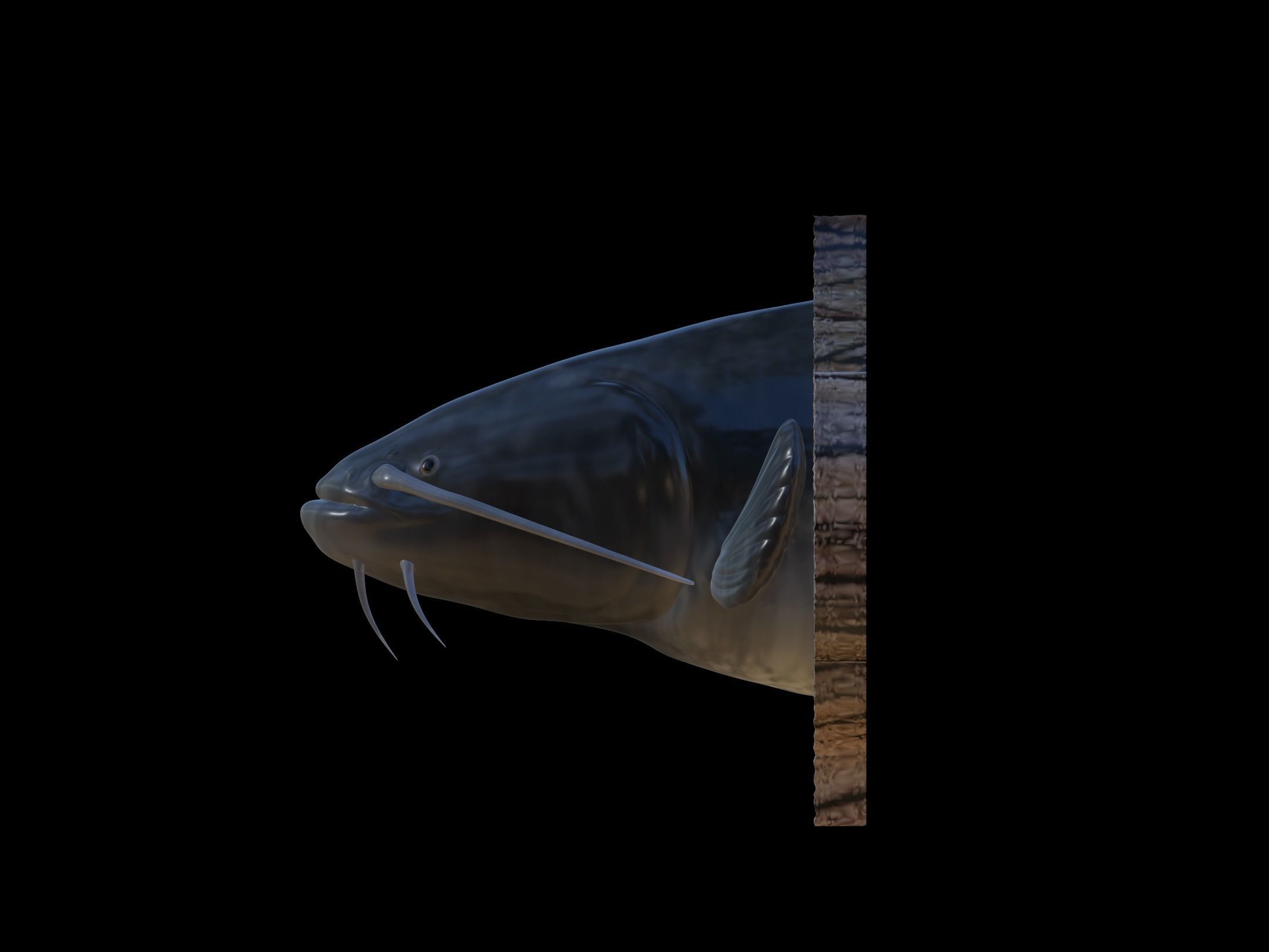 Catfish detailed texture trophy taxidermy for 3D printing 3D model 3D ...
