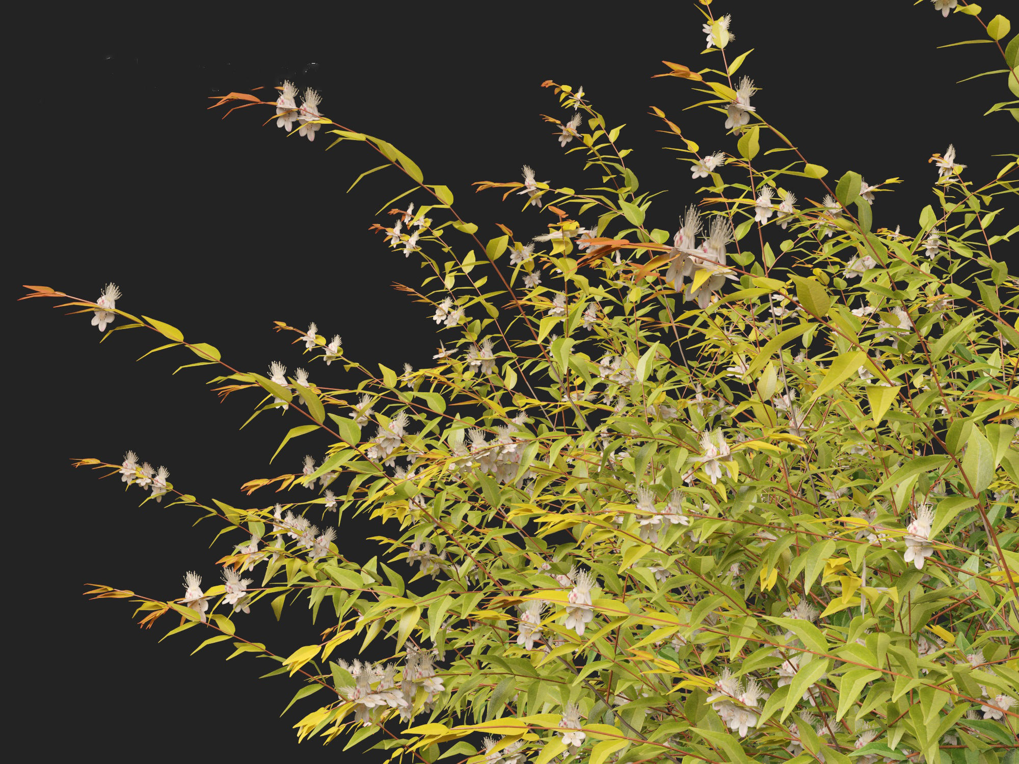 Austromyrtus dulcis - Midgen berry 3D model | CGTrader