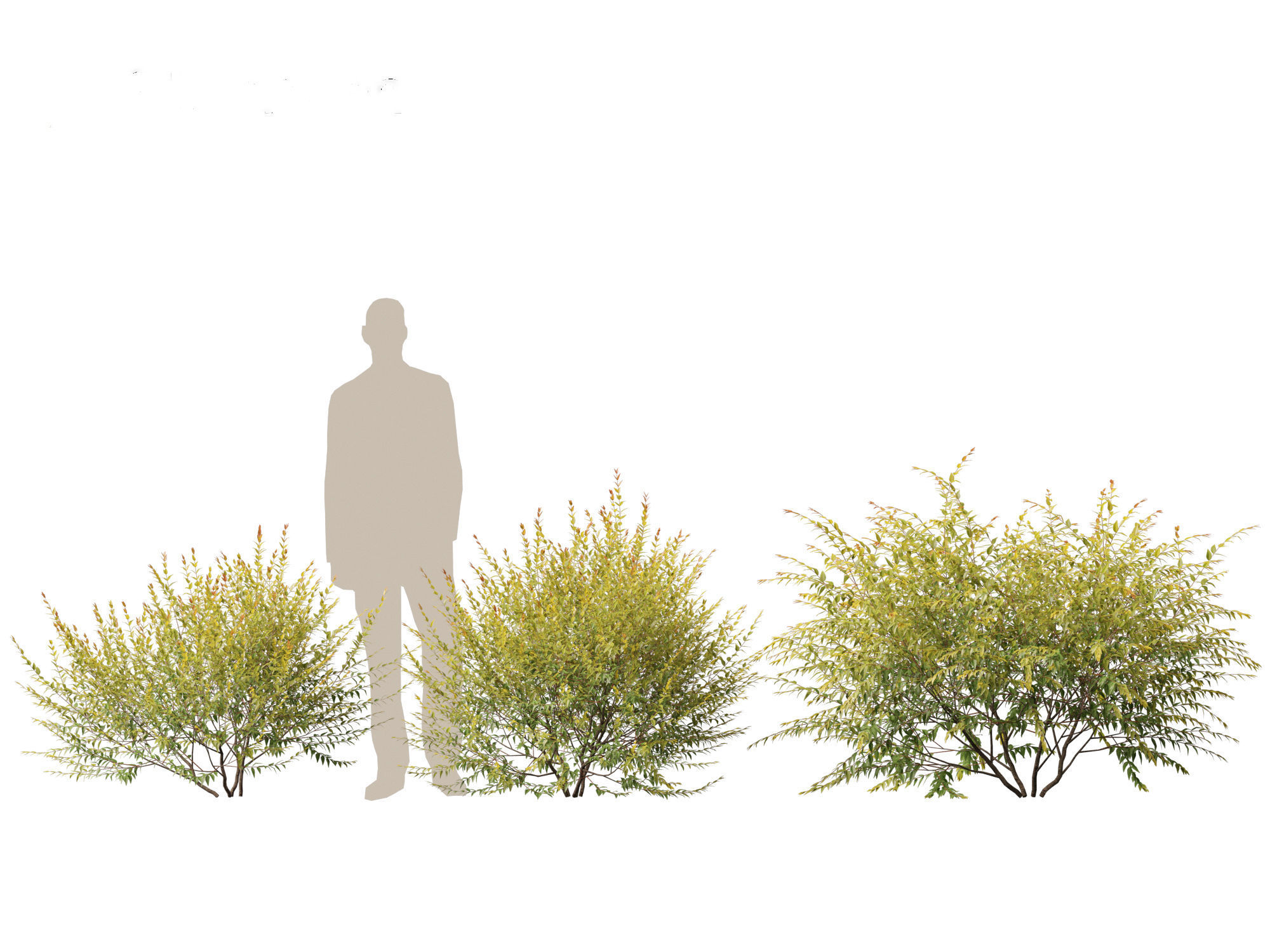 Austromyrtus dulcis - Midgen berry 3D model | CGTrader