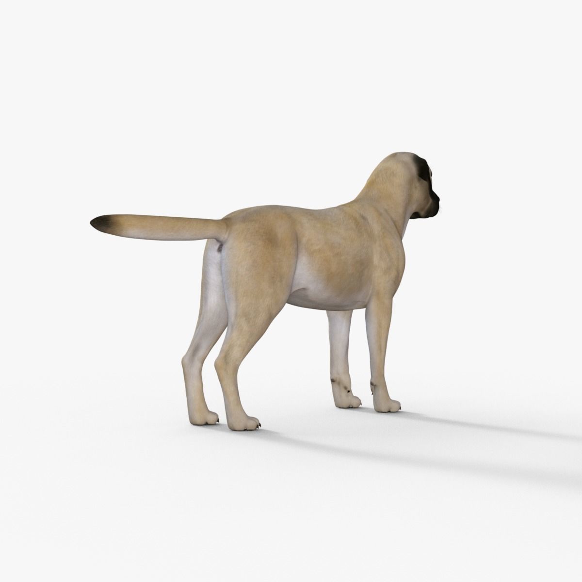 Realistic Sheepdog Rigged 3D model rigged | CGTrader