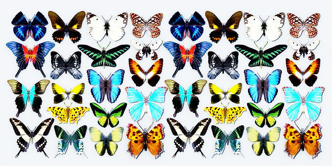 monomer animals Butterfly decoration Character 3D model | CGTrader