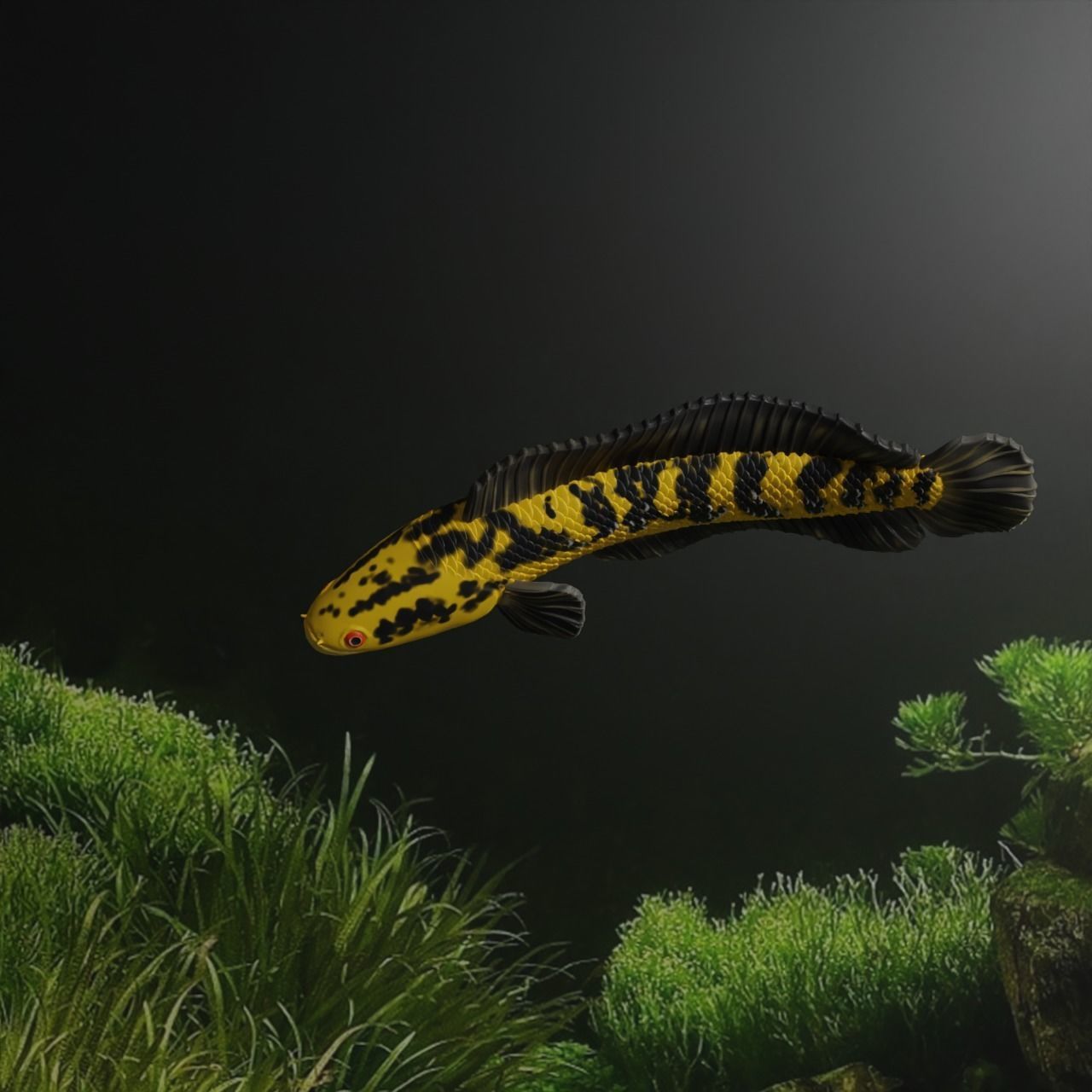 CHANNA BARCA FISH - SNAKE HEAD FISH 3D model 3D printable | CGTrader