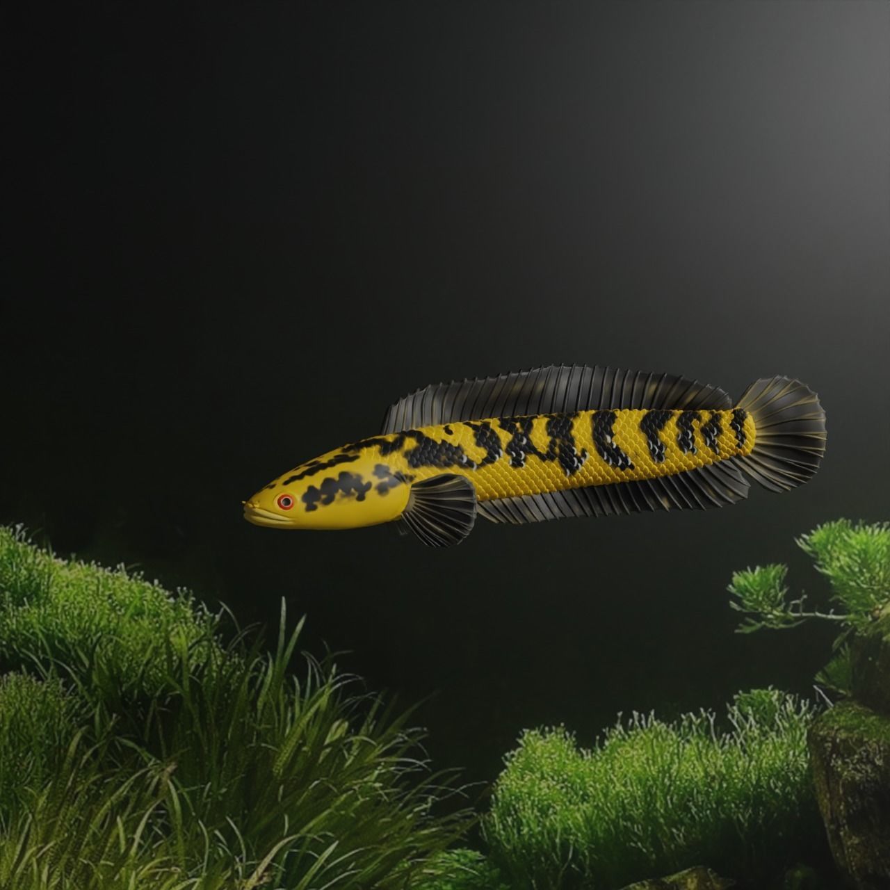 CHANNA BARCA FISH - SNAKE HEAD FISH 3D model 3D printable | CGTrader