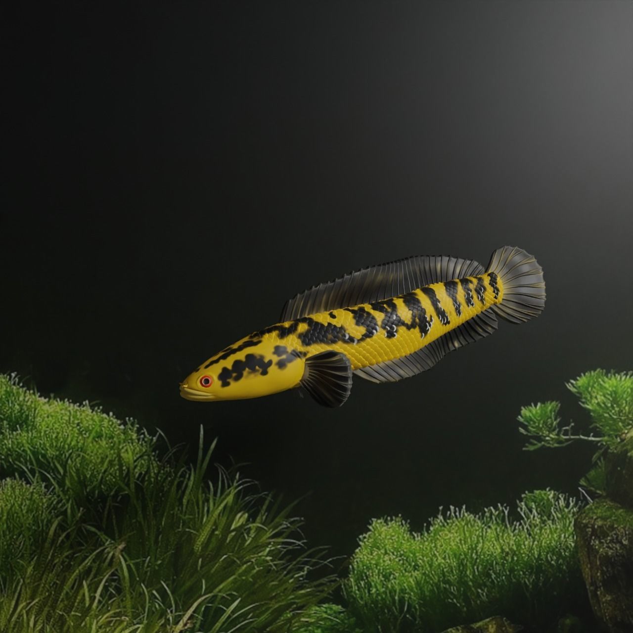 CHANNA BARCA FISH - SNAKE HEAD FISH 3D model 3D printable | CGTrader