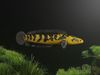 CHANNA BARCA FISH - SNAKE HEAD FISH 3D model 3D printable | CGTrader