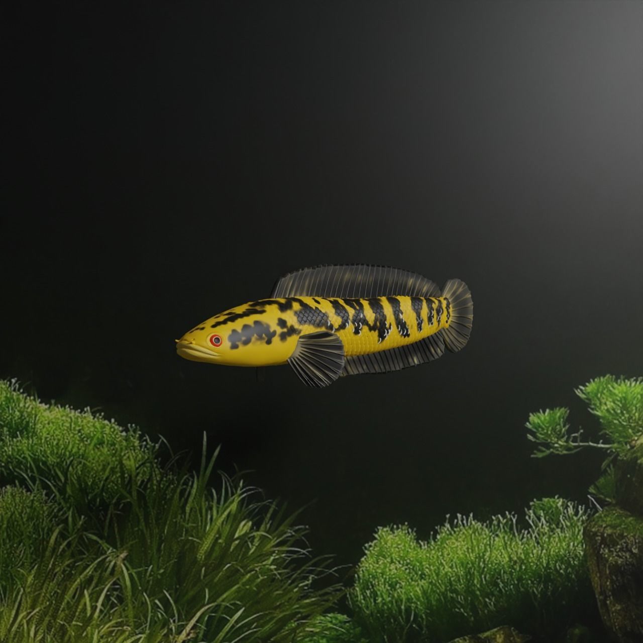 CHANNA BARCA FISH - SNAKE HEAD FISH 3D model 3D printable | CGTrader