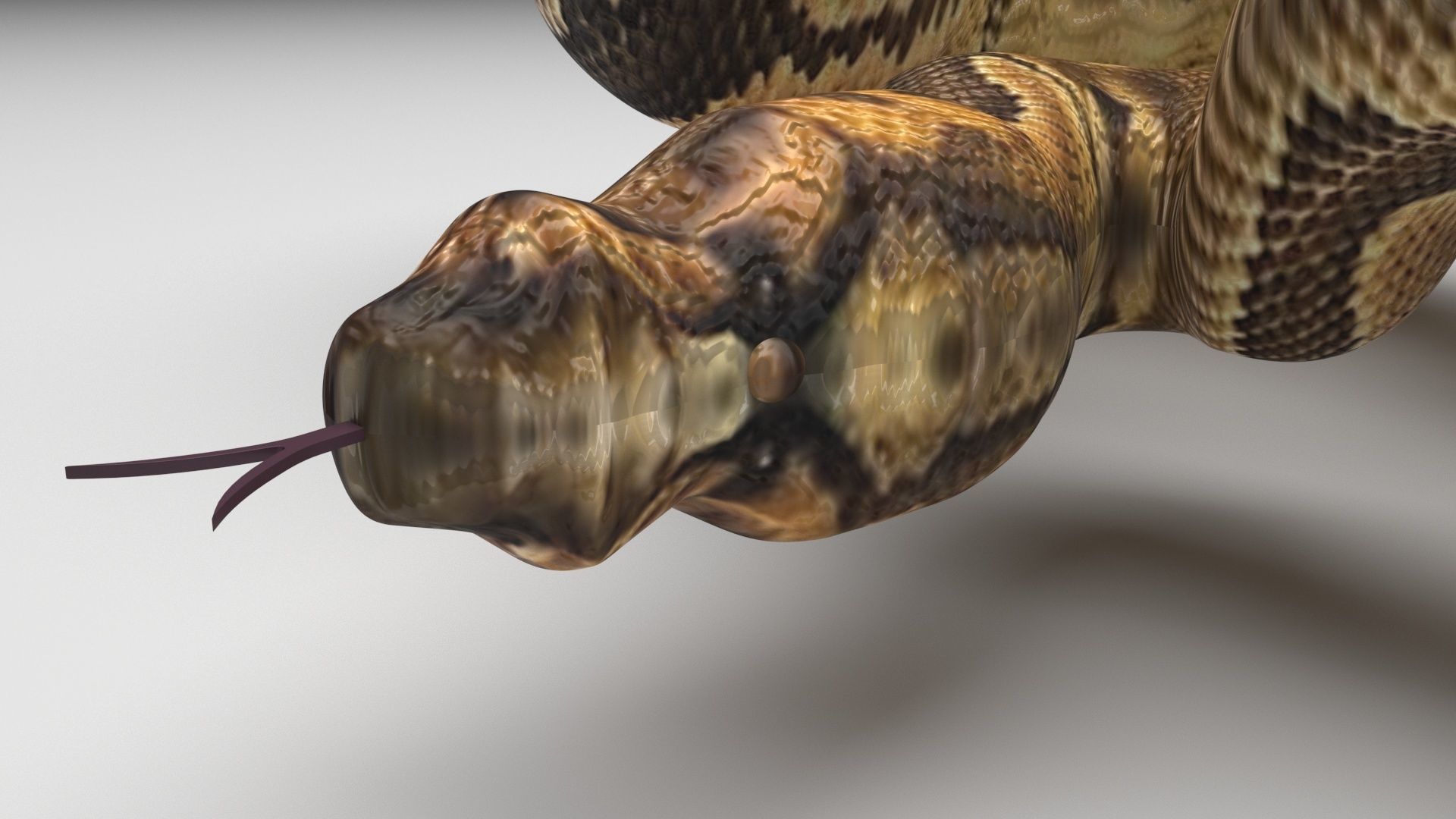 Clown Ball Python Snake 3D model | CGTrader