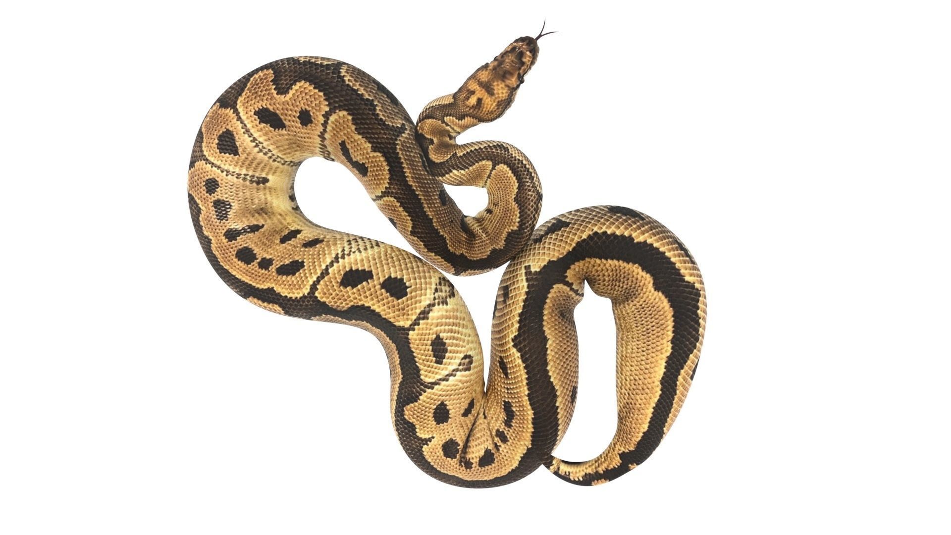 Clown Ball Python Snake 3D model | CGTrader