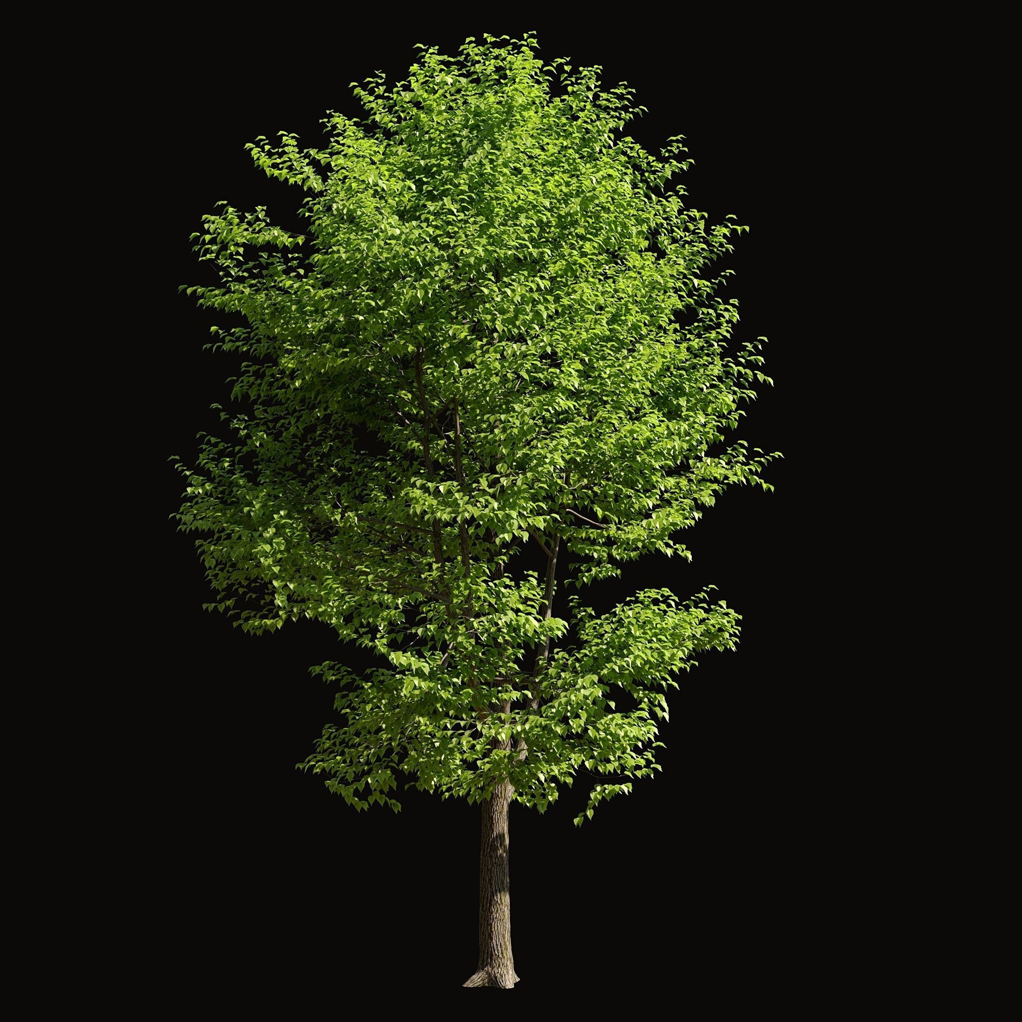 3 ash trees 3D model | CGTrader