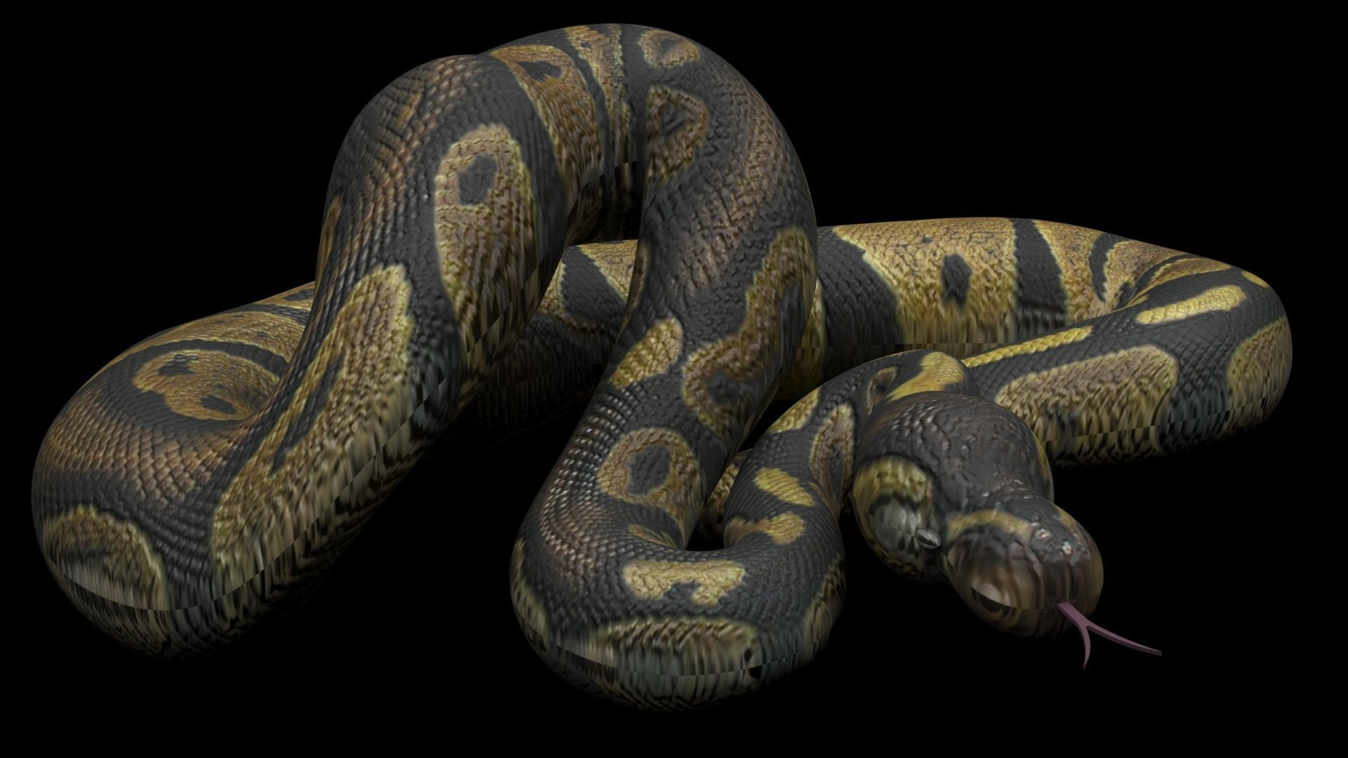 Chocolate Ball Python Snake 3D model | CGTrader