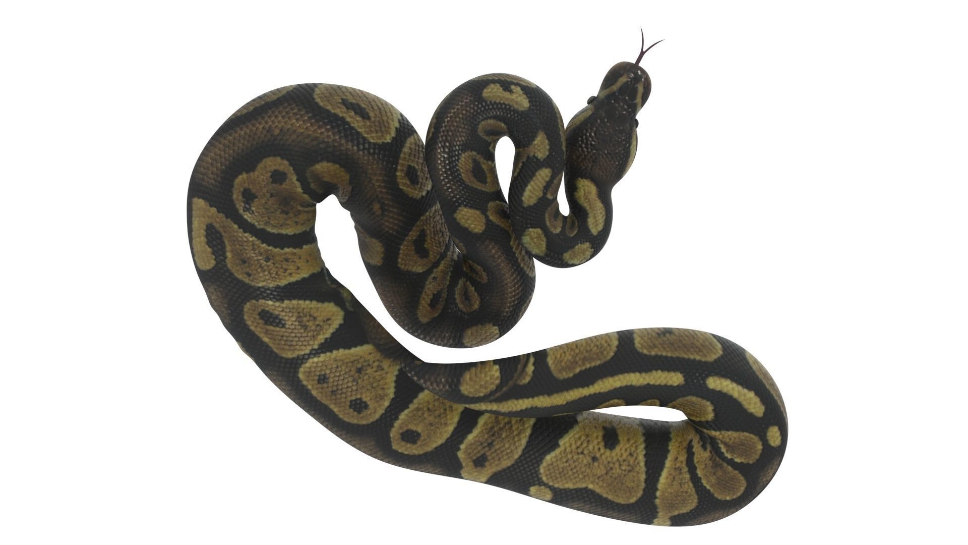 Chocolate Ball Python Snake 3D model | CGTrader