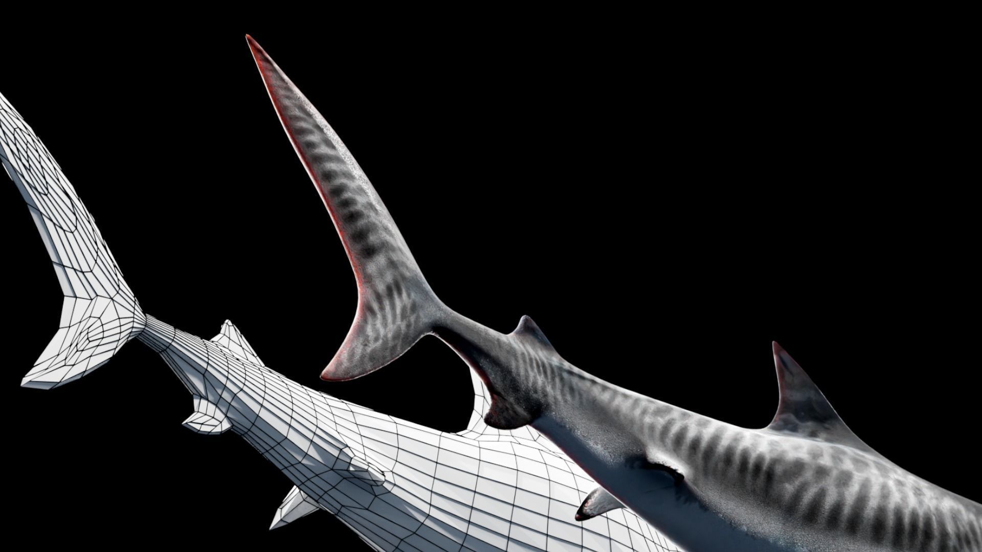 3D model Animated Tiger Shark VR / AR / low-poly | CGTrader