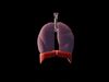 Inhalation and exhalation 3D model | CGTrader
