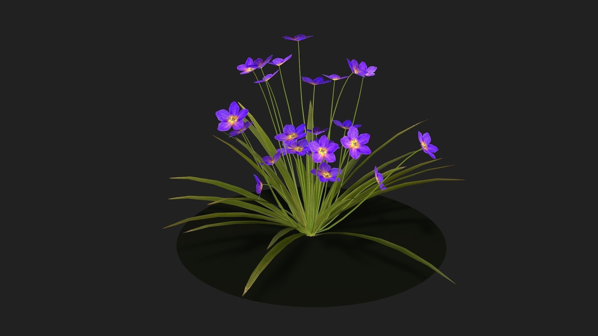 Four wild flowers 3D model | CGTrader