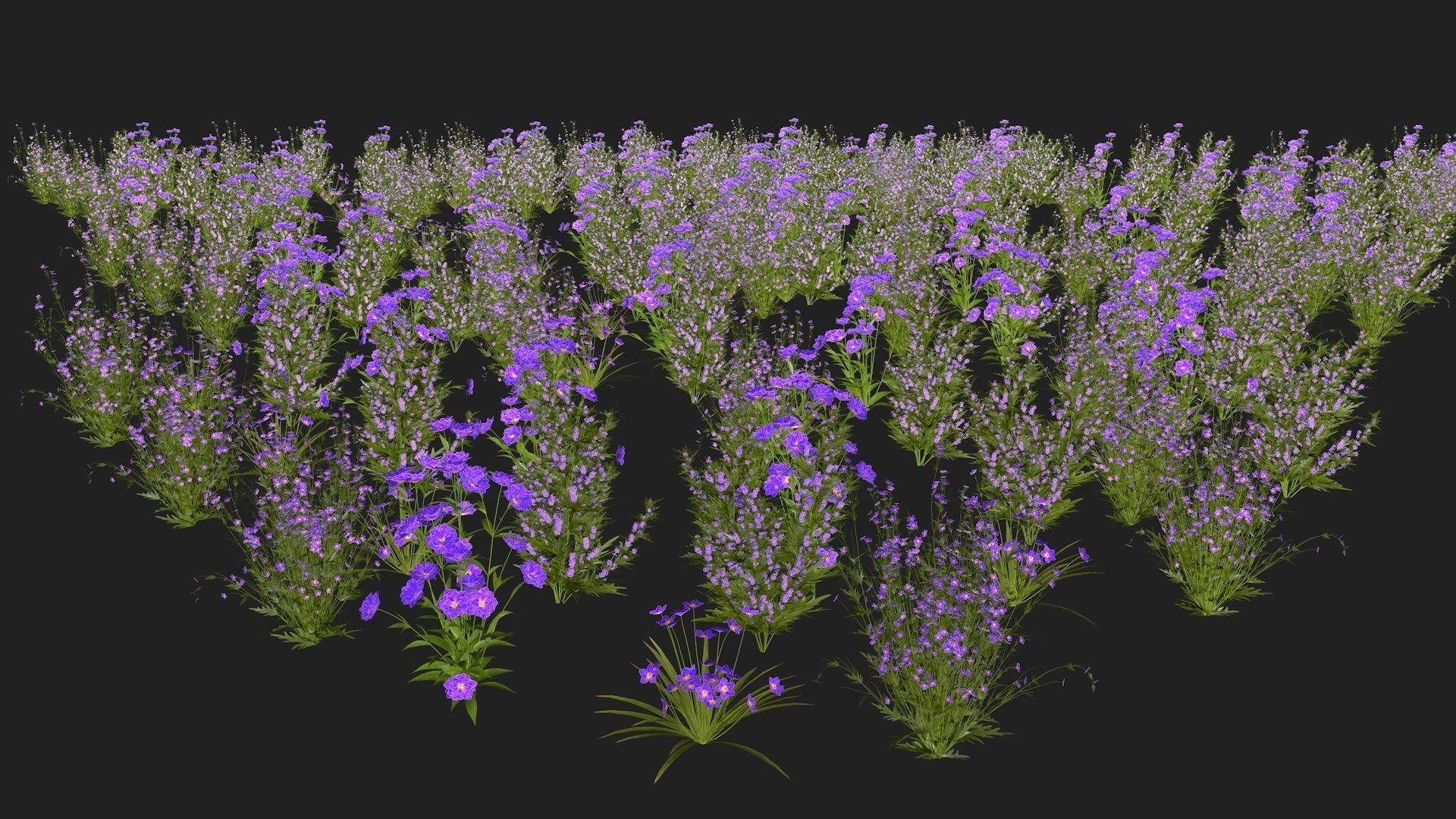 Four wild flowers 3D model | CGTrader