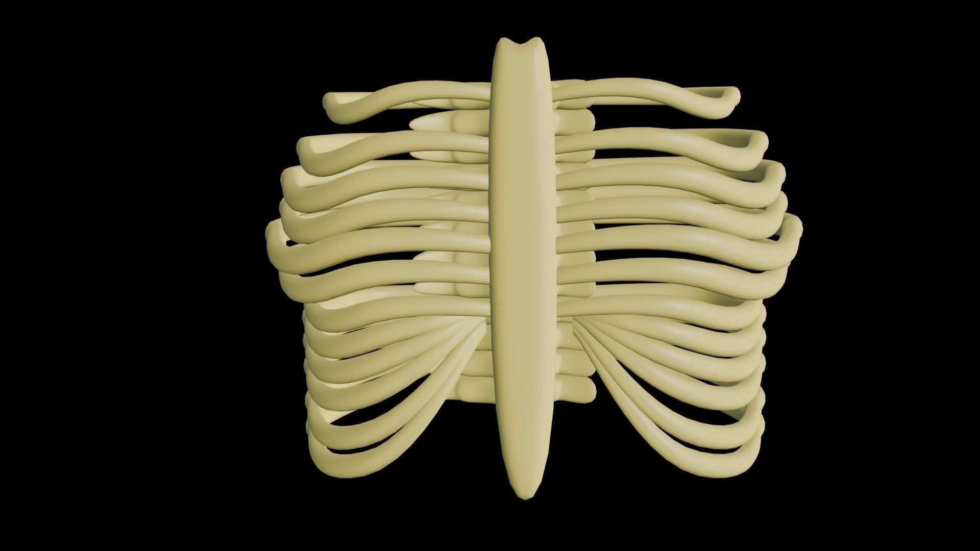 Rib Cage