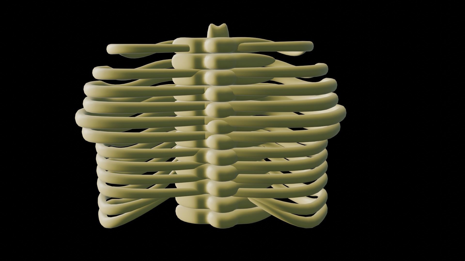 Rib cage 3D model | CGTrader