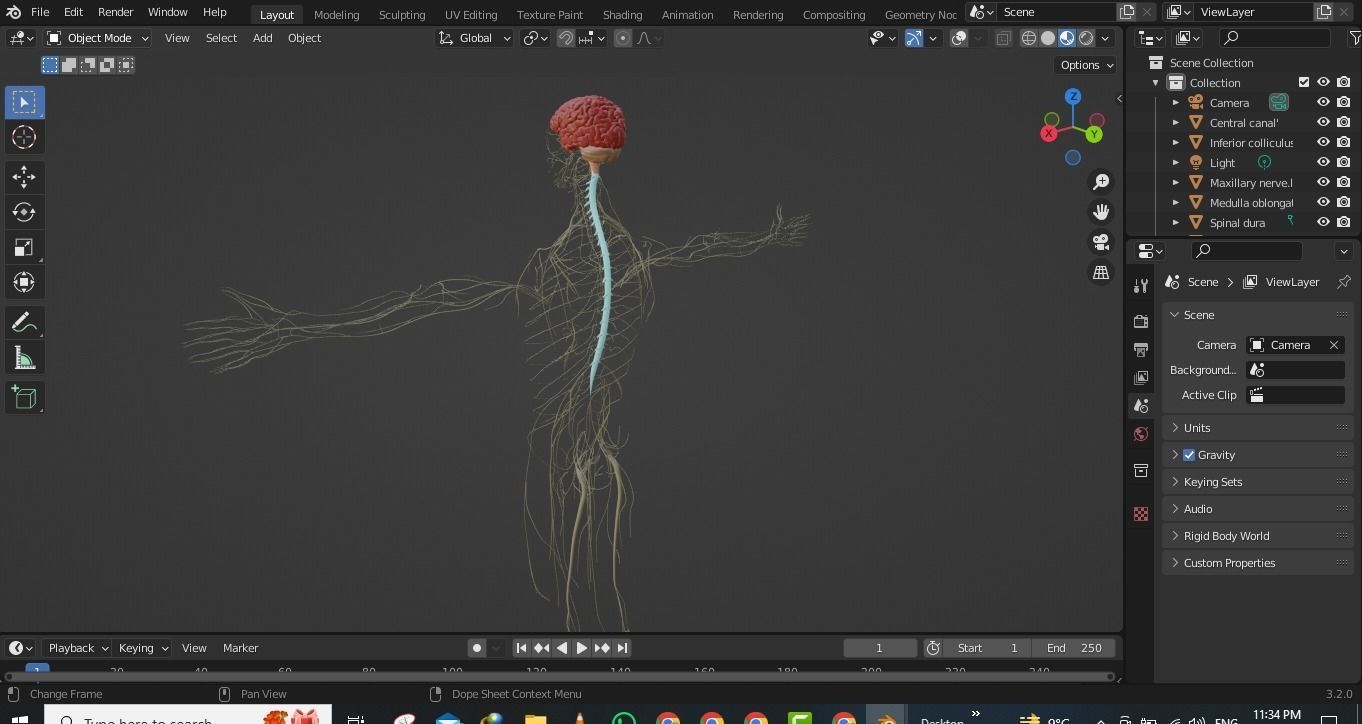 3D Model of Nervous System anatomy 3D model | CGTrader