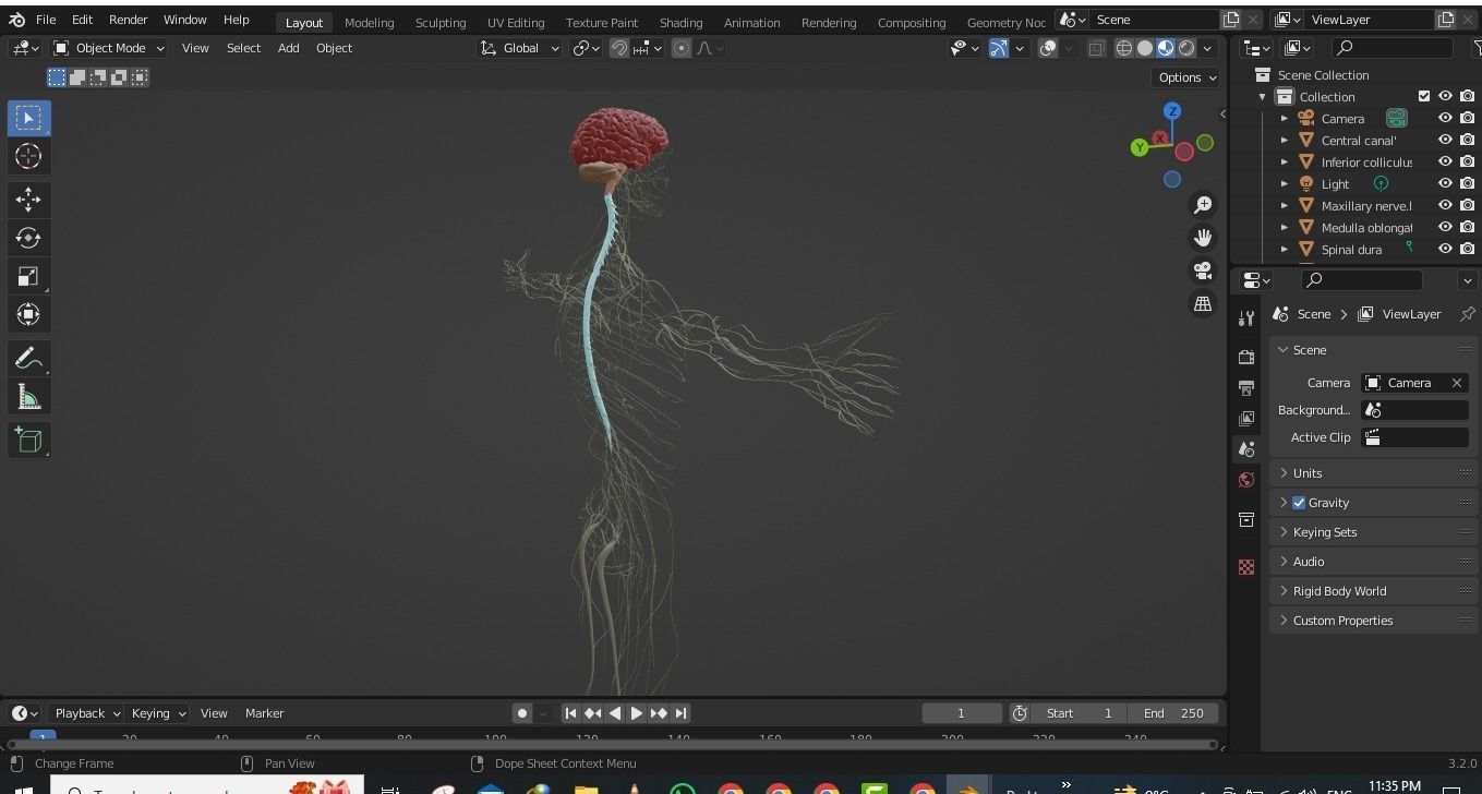 3D Model of Nervous System anatomy 3D model | CGTrader