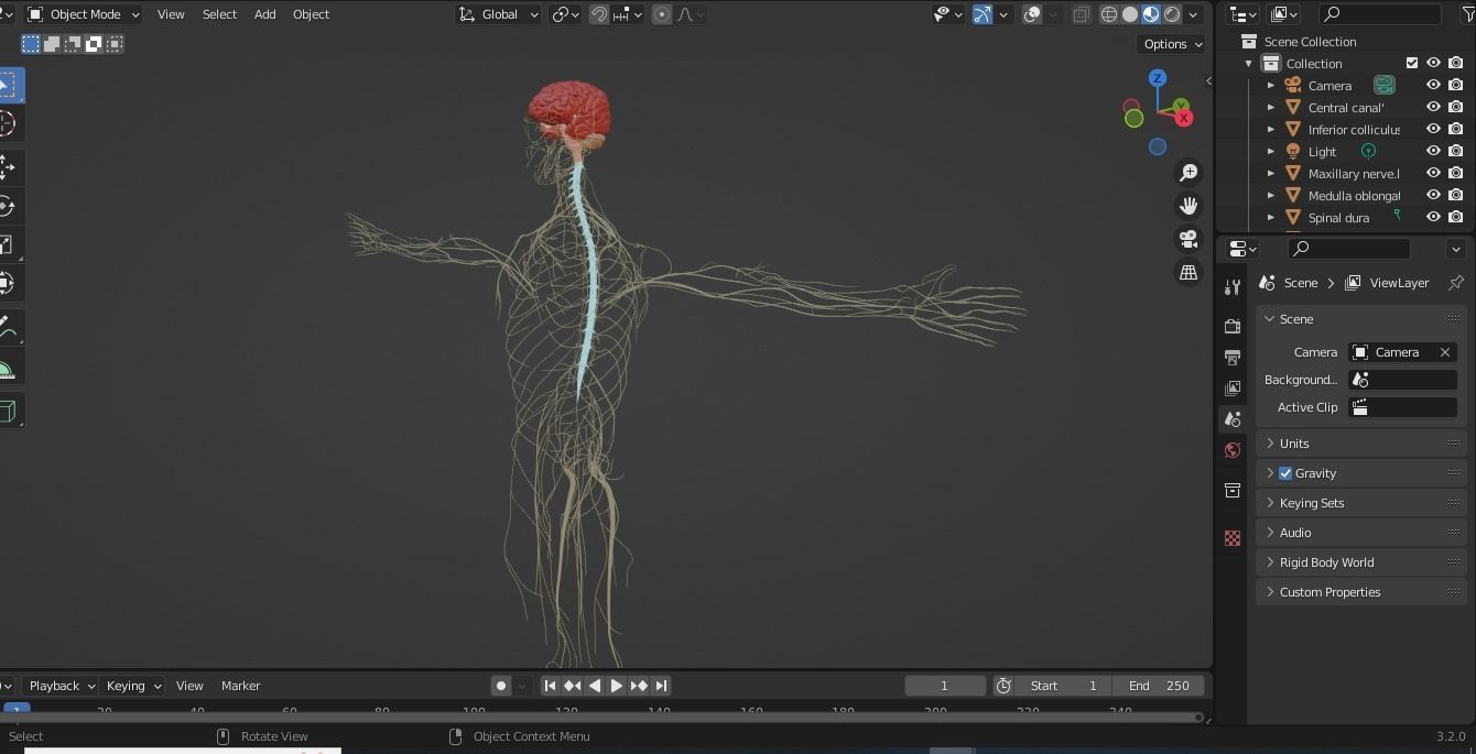 3D Model of Nervous System anatomy 3D model | CGTrader