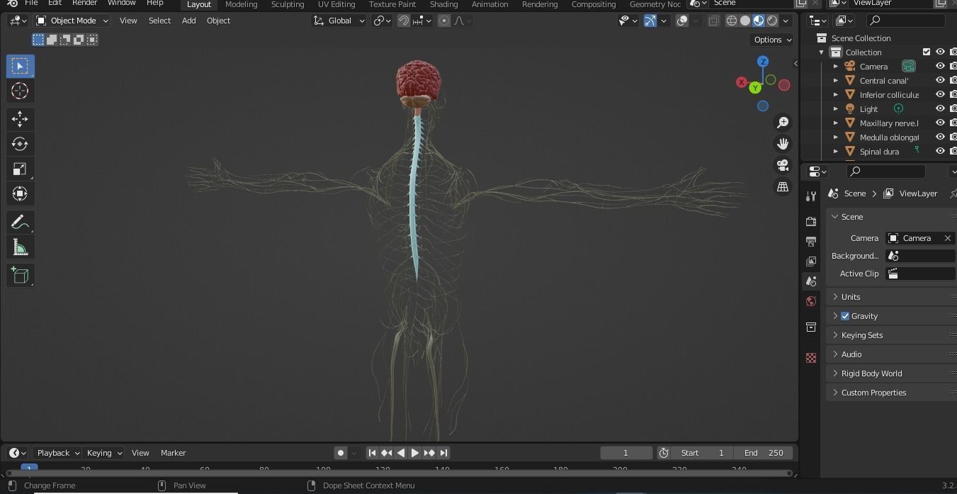 3D Model of Nervous System anatomy 3D model | CGTrader