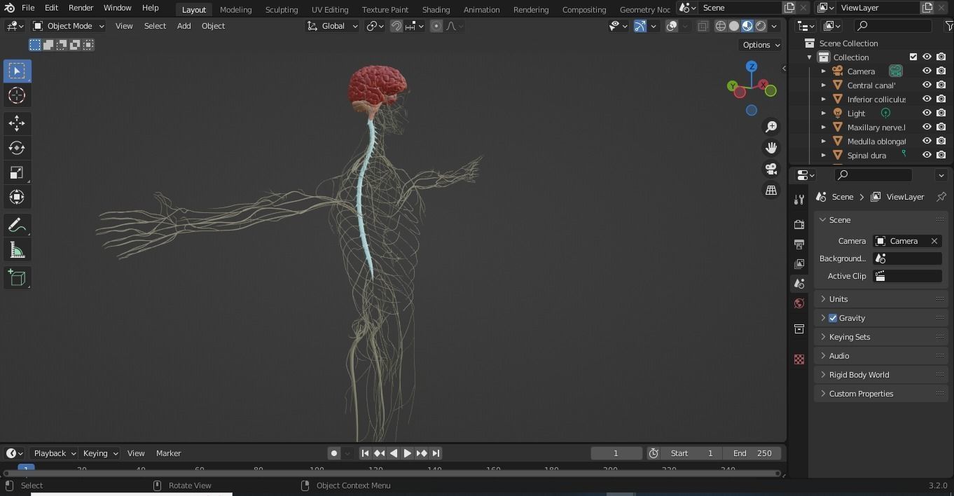 3D Model of Nervous System anatomy 3D model | CGTrader