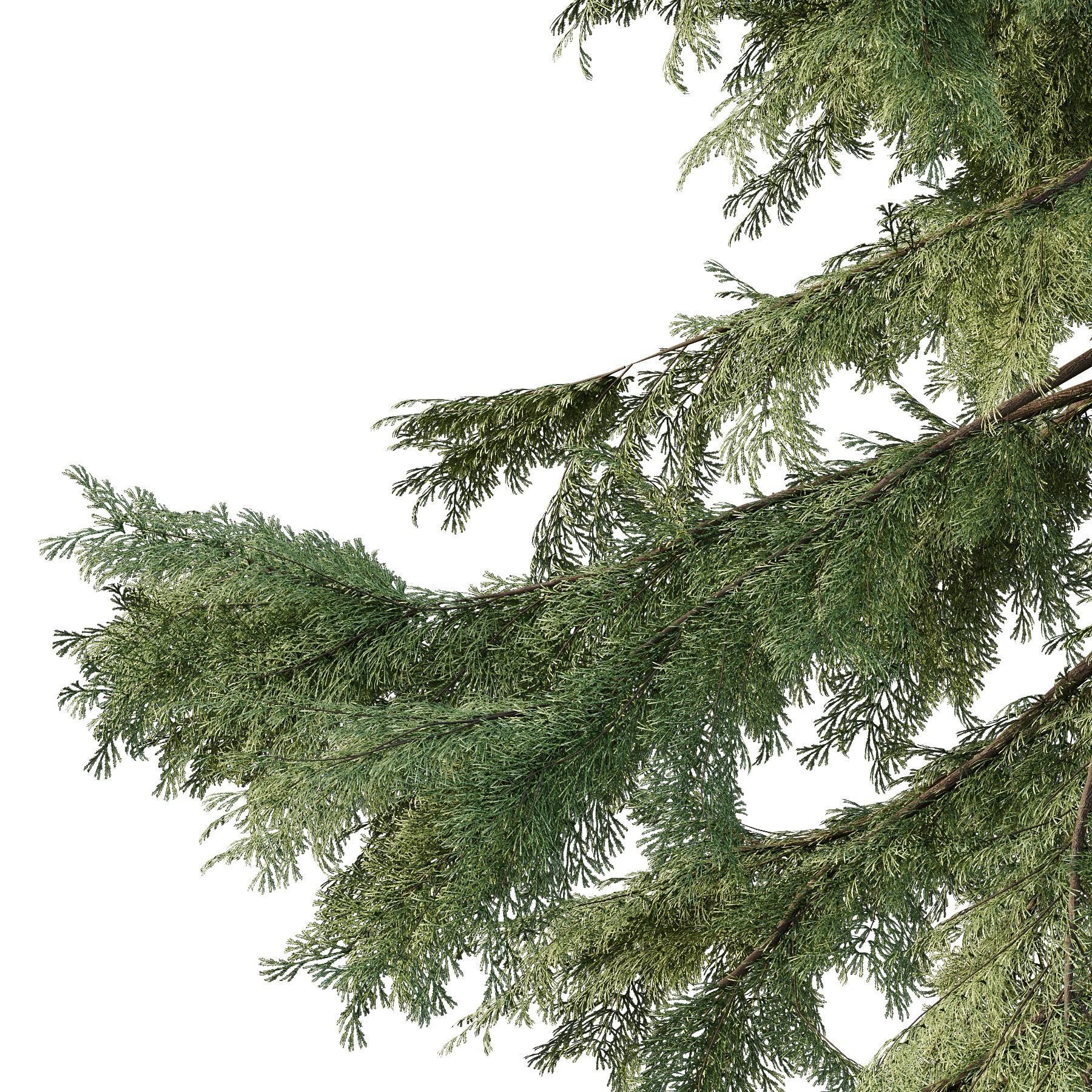 Alaska cedar Tree01 3D model | CGTrader