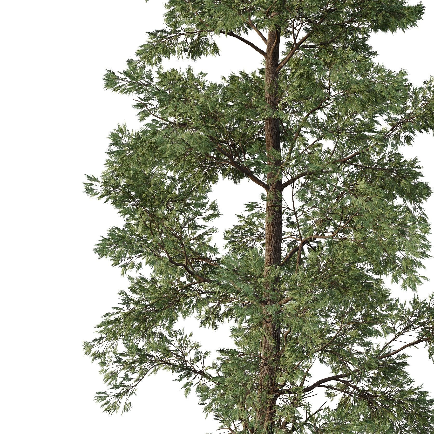 Chamaecyparis thyoides Tree01 3D model | CGTrader