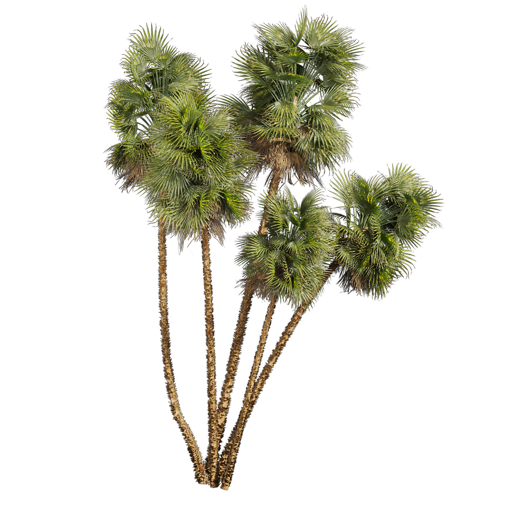 Collection plant vol 559 - Acoelorrhaphe - Wrightii - palm 3D model ...