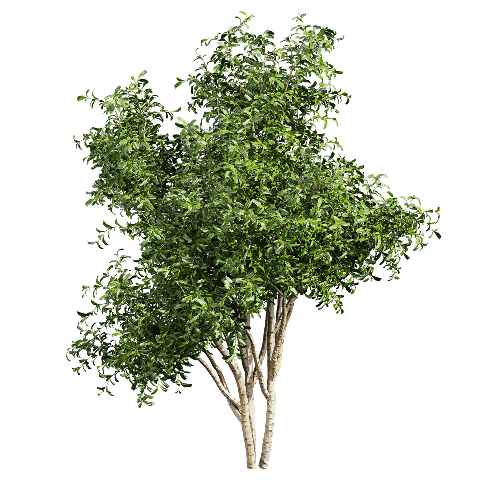 Collection plant vol 560 - Pittosporum - Hosmerit - shurb 3D model ...