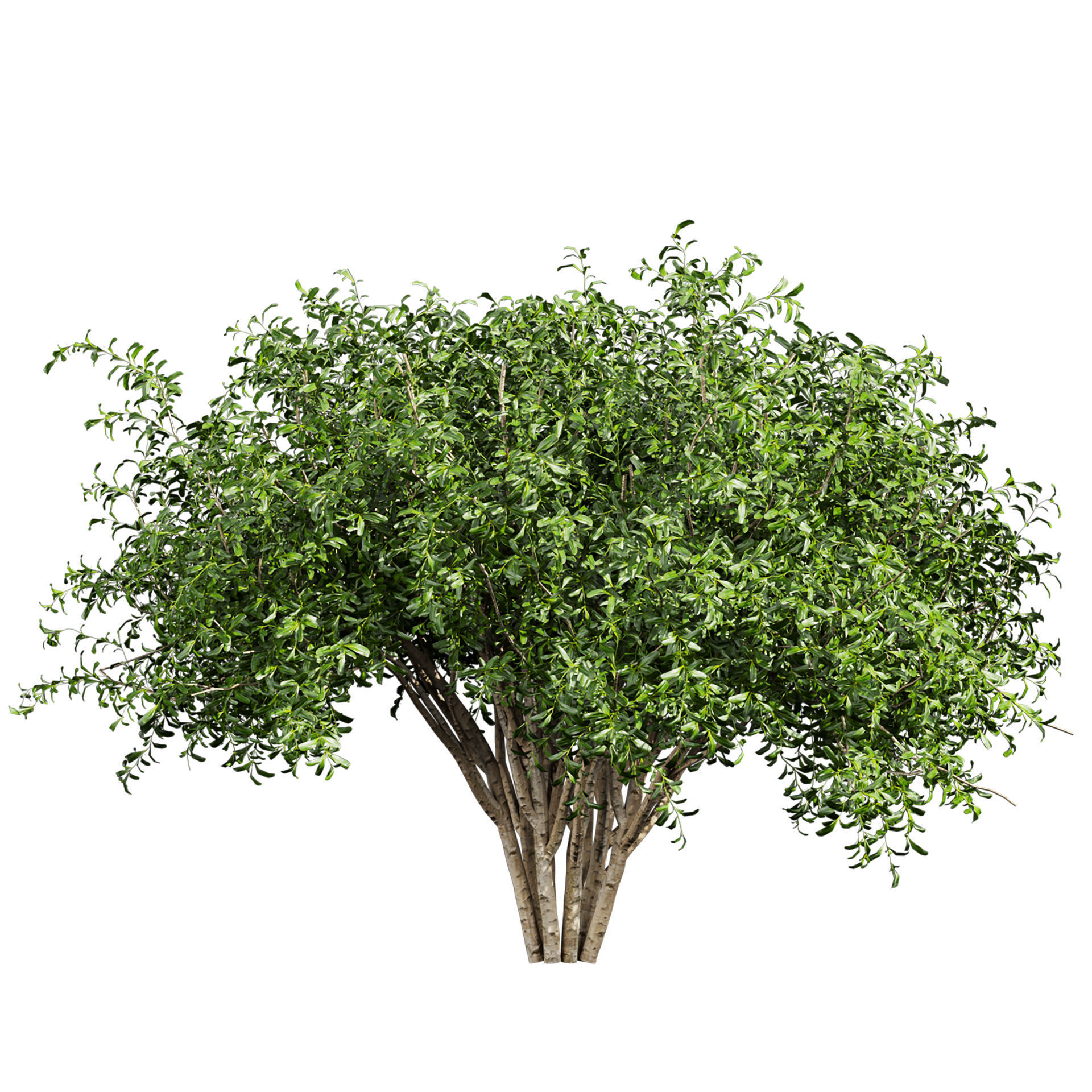 Collection plant vol 560 - Pittosporum - Hosmerit - shurb 3D model ...