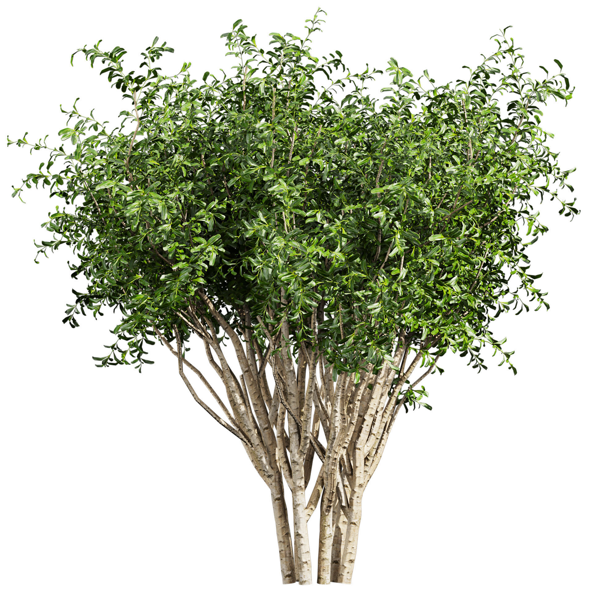 Collection plant vol 560 - Pittosporum - Hosmerit - shurb 3D model ...